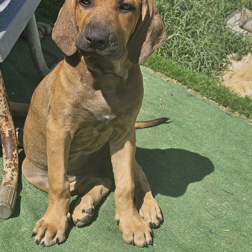 Щенки бразильского мастифа