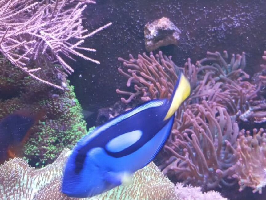 Хирург Хипатус