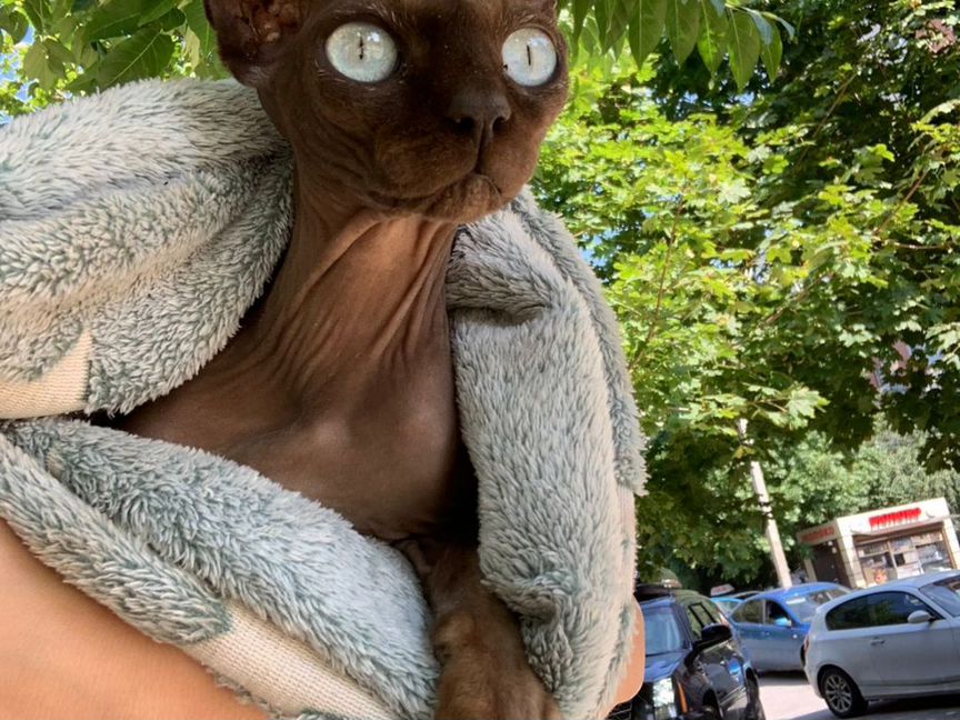 Канадский сфинкс бесплатно