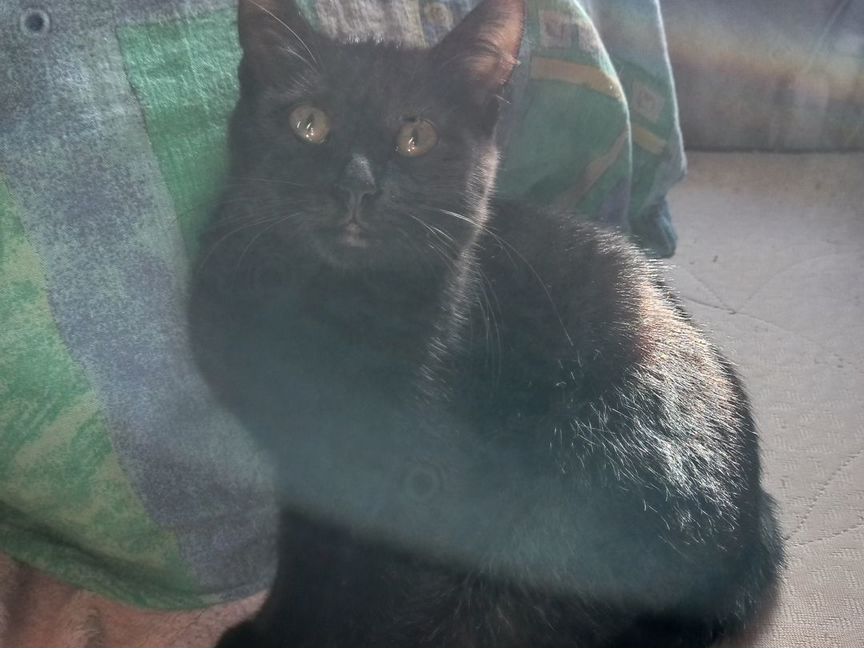 Котик красавчик. Бесплатно