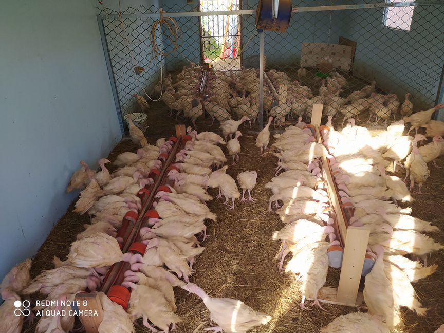 Двухнедельные индюшата