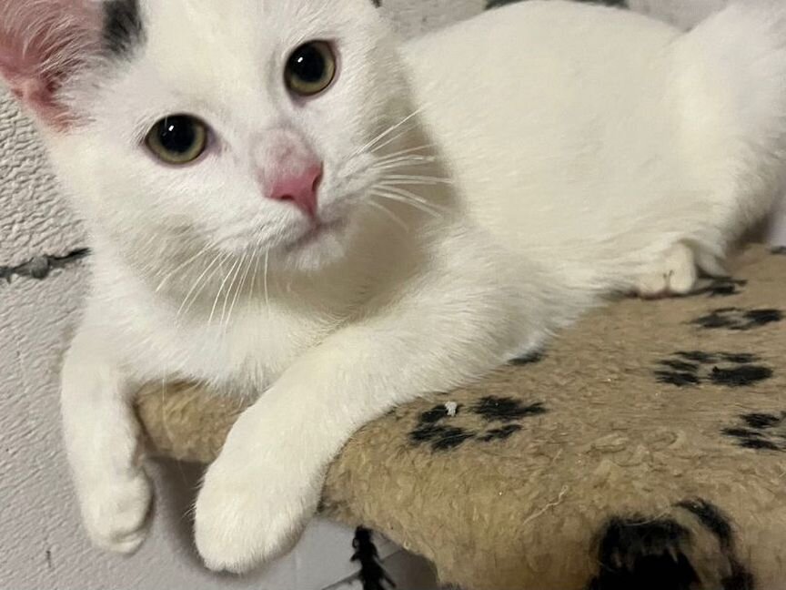 Котик мальчик 7 мес, привит