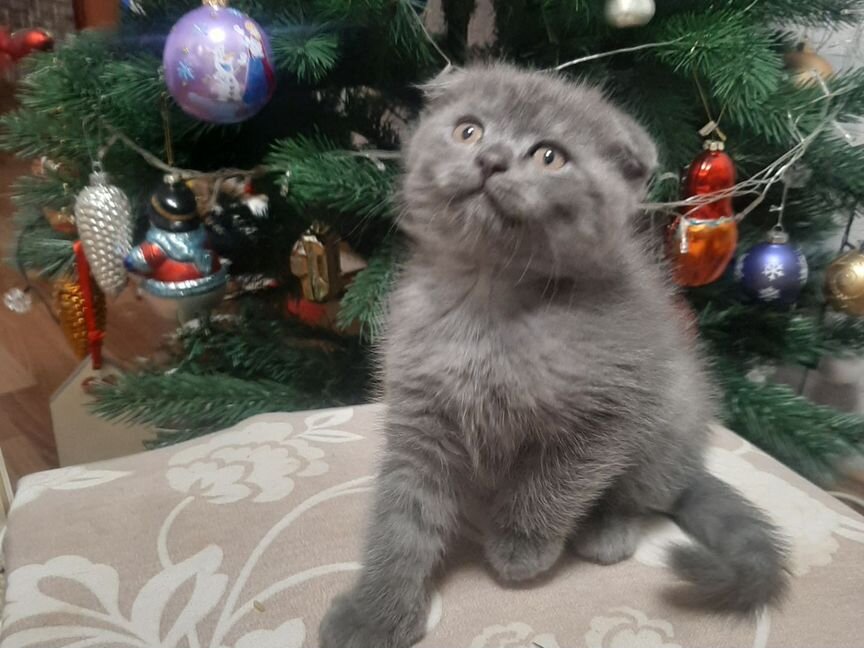 Шотландская вислоухая кошка