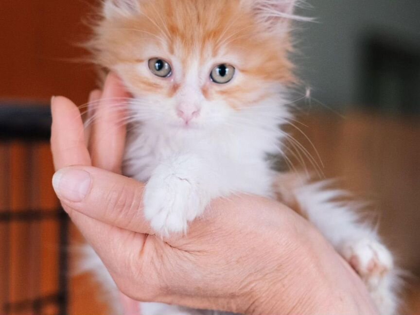 Рыжий котенок ищет семью