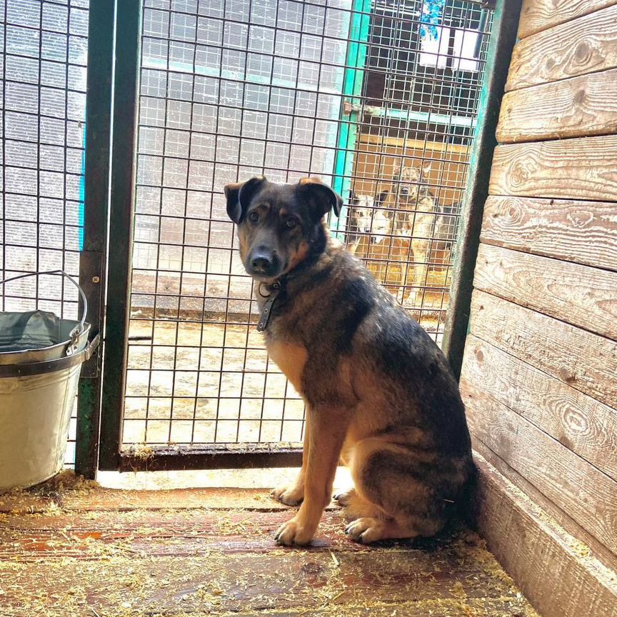 Скромная Ириска ждет тебя в приюте