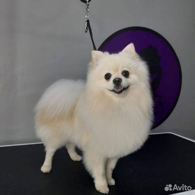 Немецкий шпиц (мини)