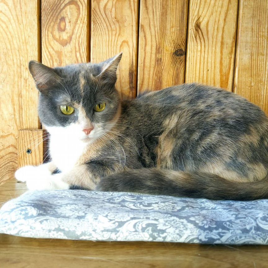 Трехцветная красотка 1 год стерилизована