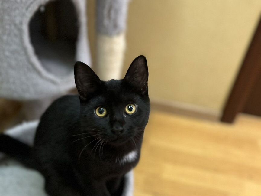 Котенок в добрые руки