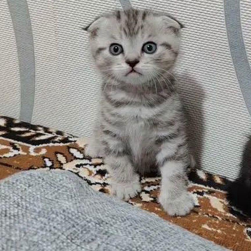 Шотландский вислоухий короткошёрстный котёнок