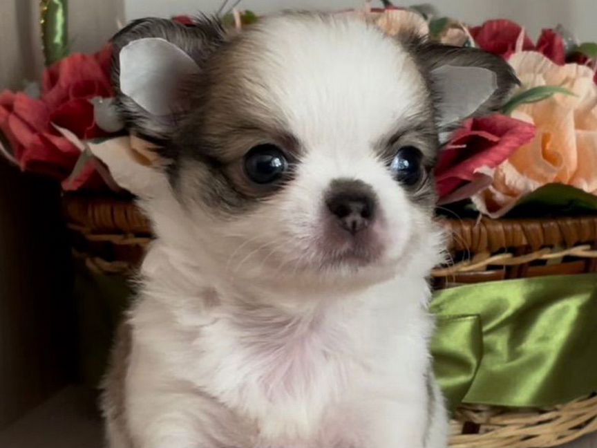 Маль Чих мультяшка