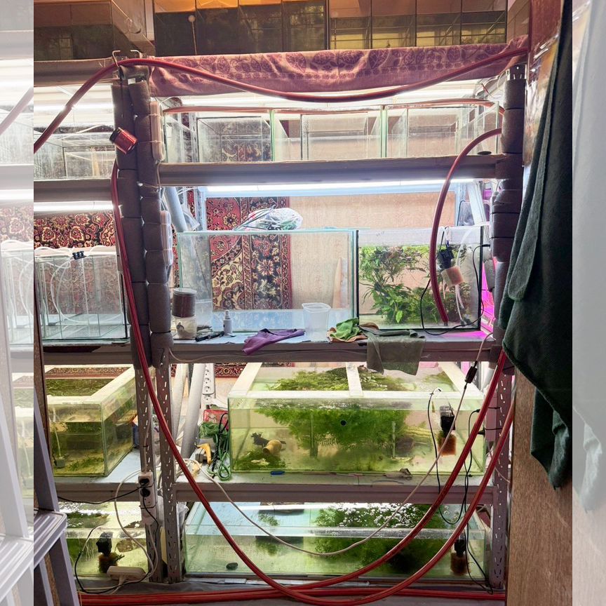 Стеллажи с аквариумами