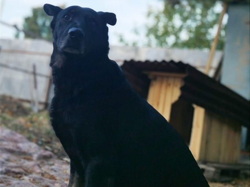 Охранник Барон