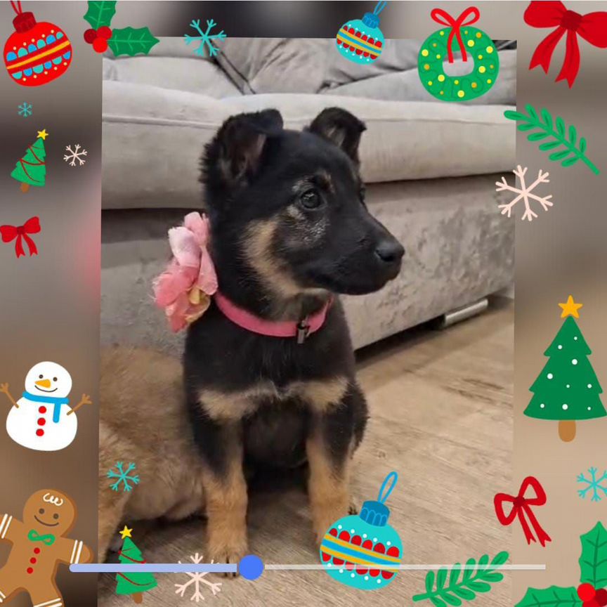 Щенок девочка в добрые руки