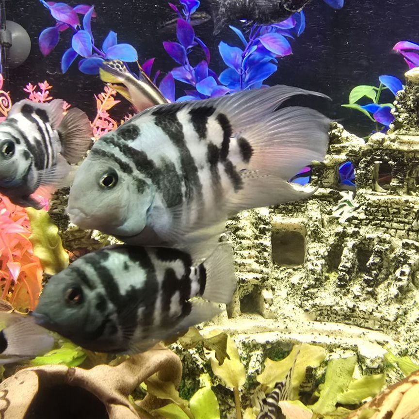 Рыбка сапфировый попугай