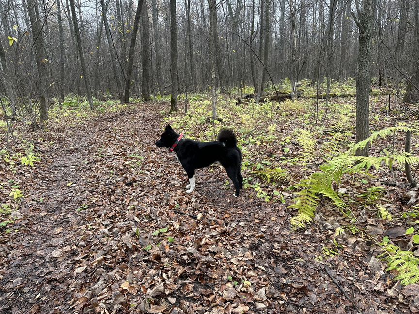 Русско европейская лайка