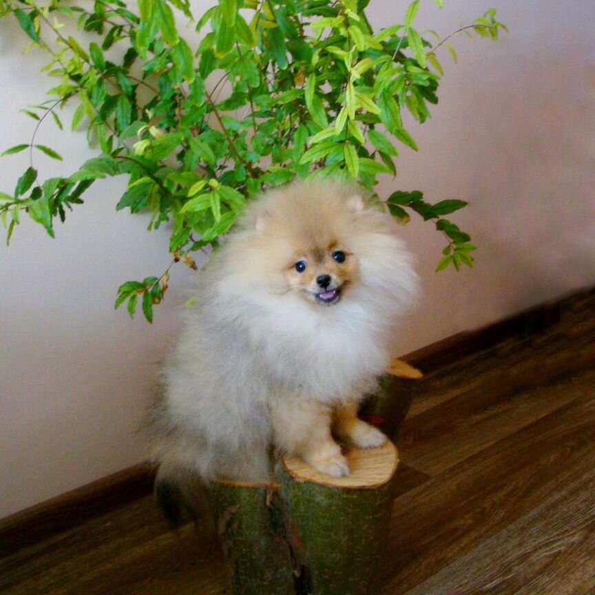 Шпиц мишка мальчишка