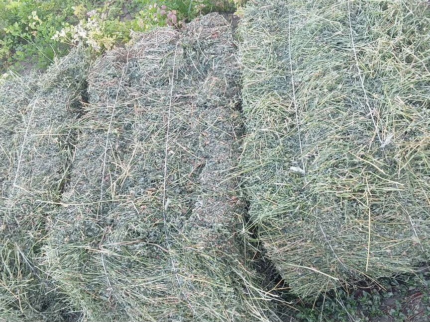 Люцерна в тюках