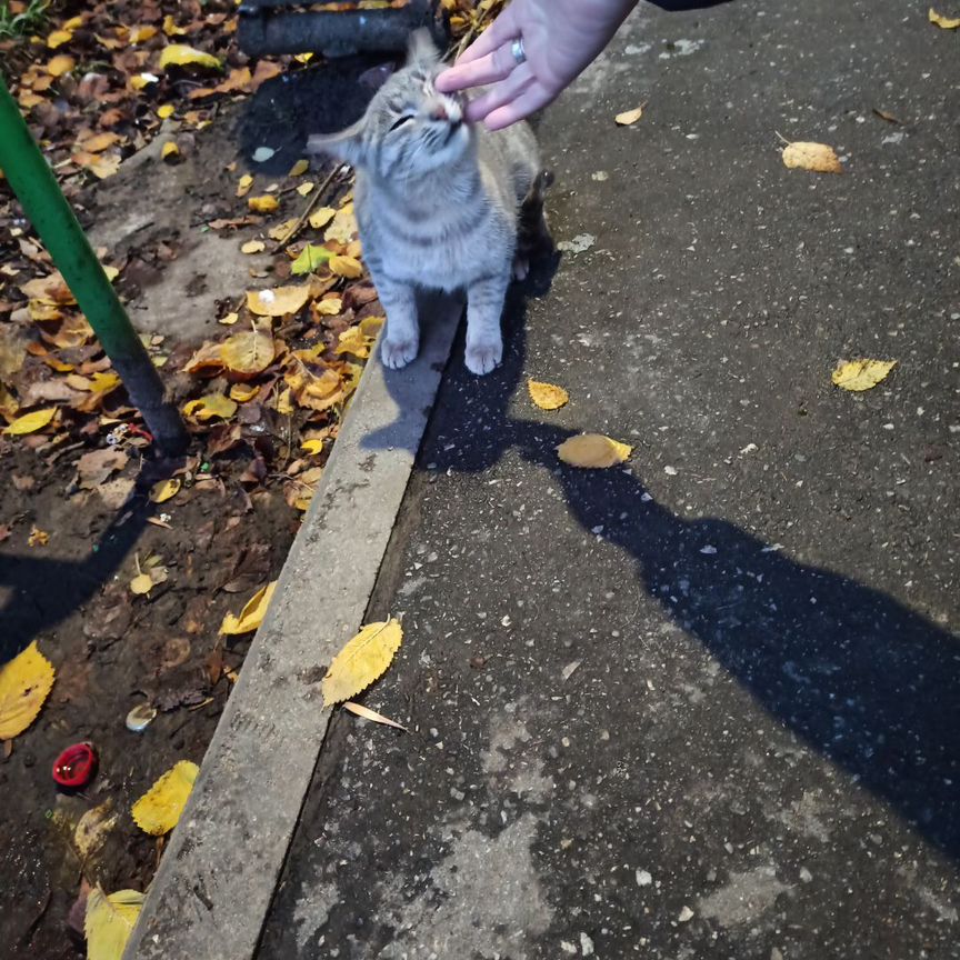 Котик в добрые руки