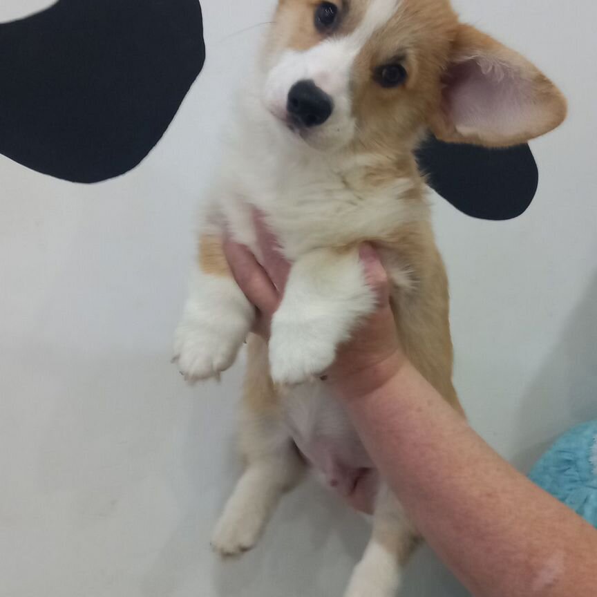 Породный малыш Корги