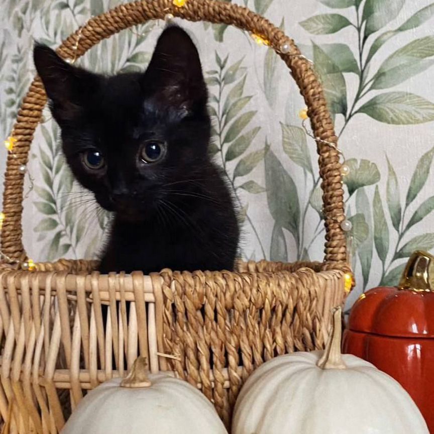 Черная котодевочка Черри