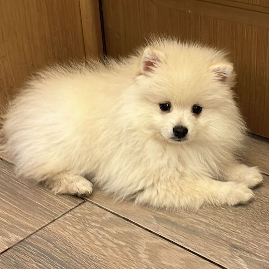 Щенки малого немецкого шпица из питомника