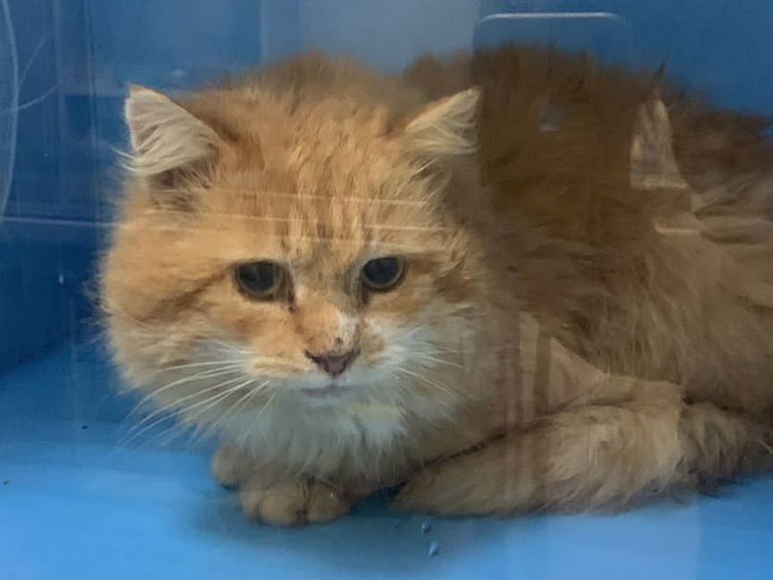 Спасите из клетки