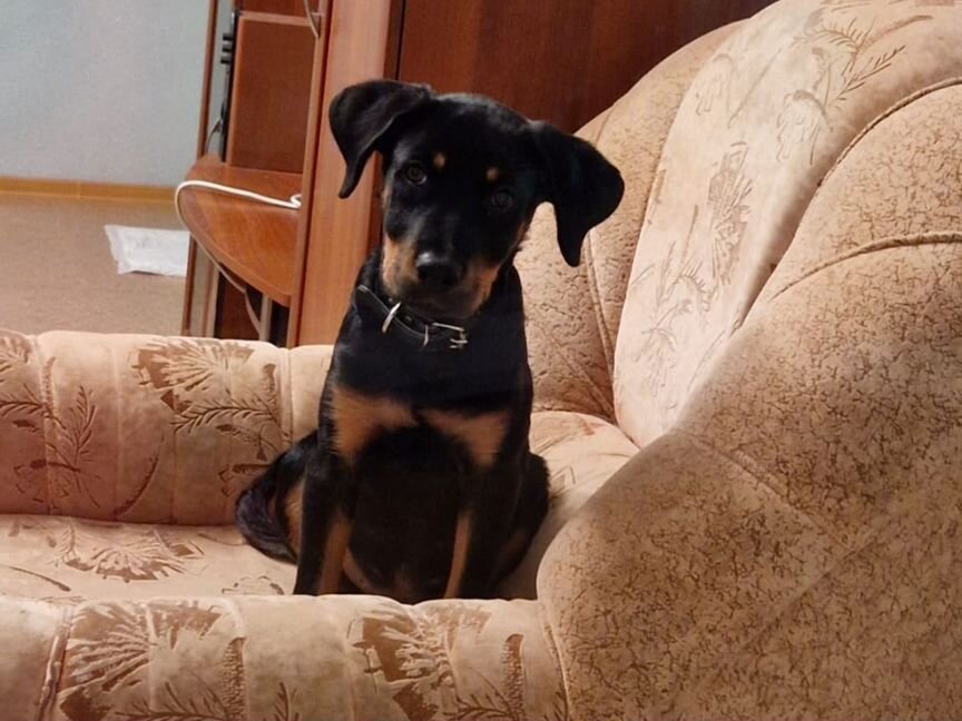 Отдам ротвейлера