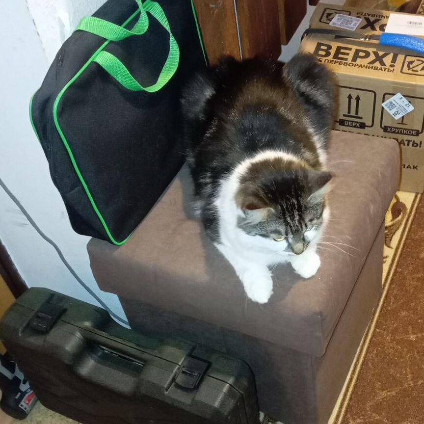 Котёнок в добрые руки