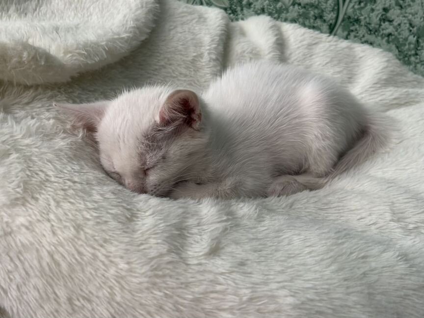 Кошка котенок 1-2 мес