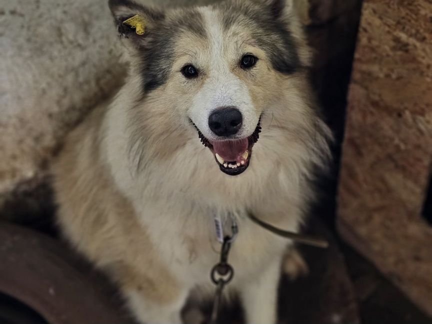 Собака колли помесь