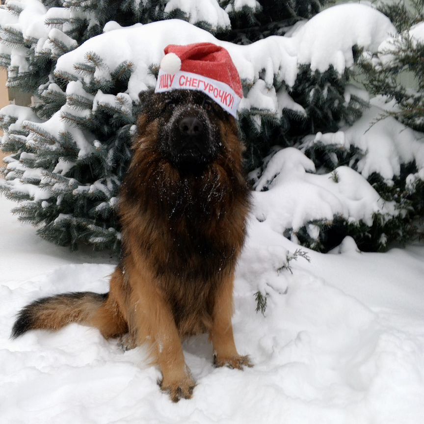 Красивый пушистый песель ищет подружку девочку