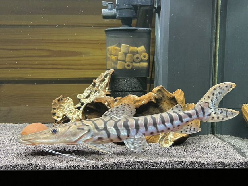 Псевдоплатистома