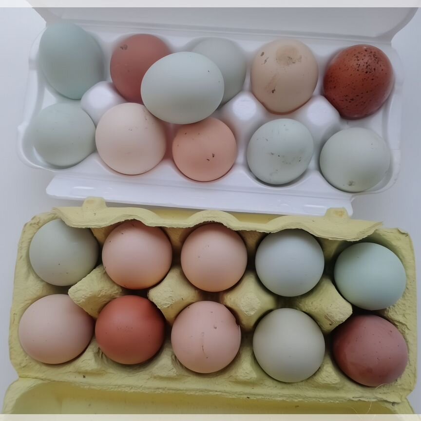 Яйцо, фазаны, обмен