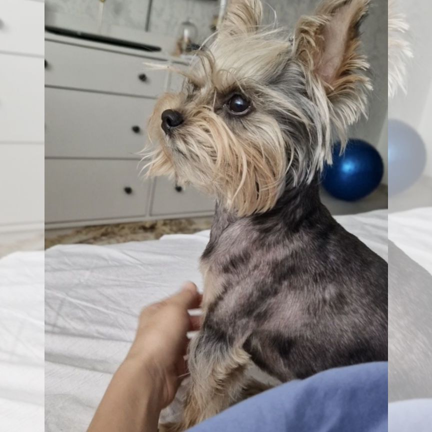 Ищем невесту йоркширский терьер