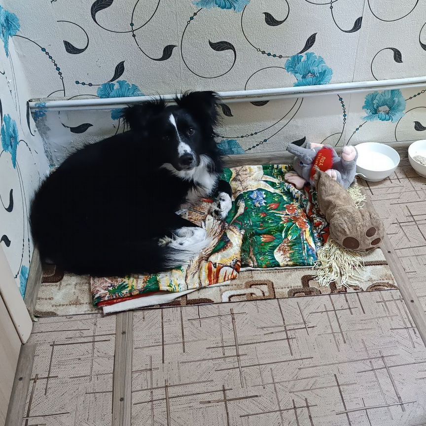 Взрослый пёс в добрые руки