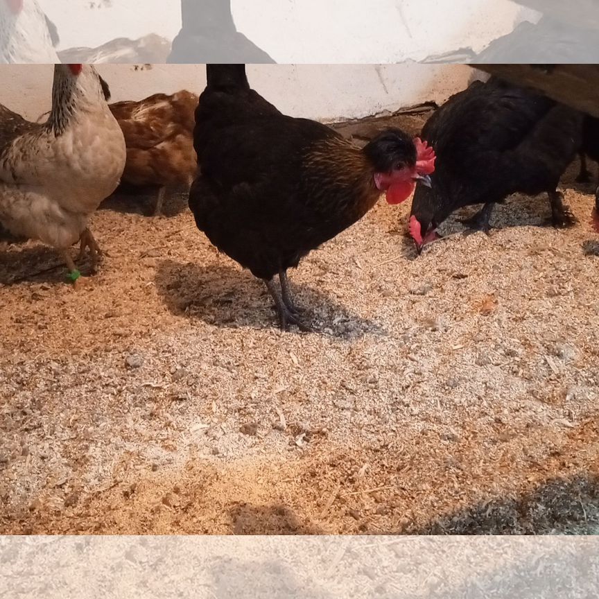 Инкубационное яйцо, цыплята