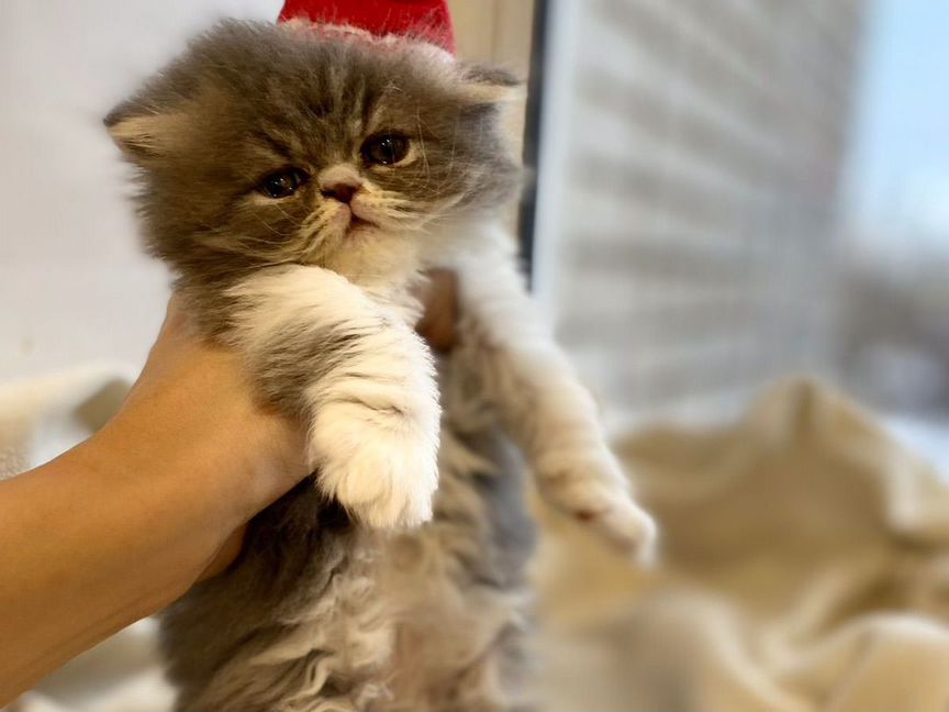 Персидская