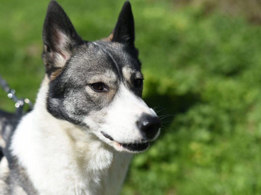 Западно-сибирская лайка