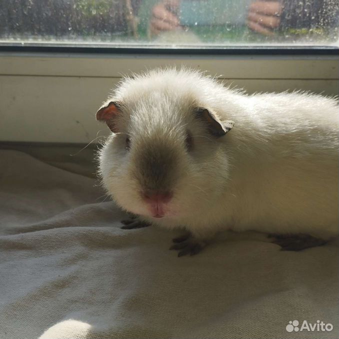 Морские свинки Тедди девочки