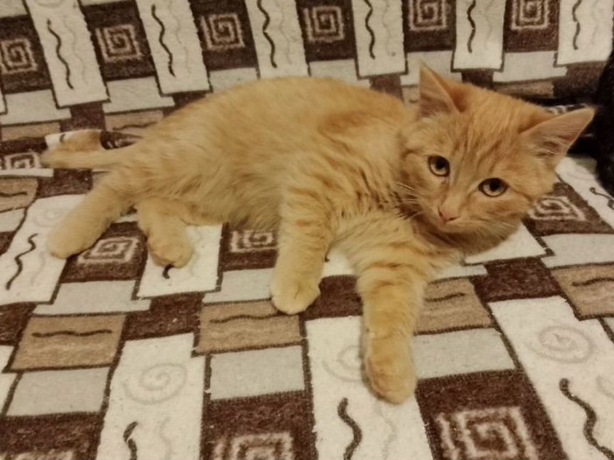 Котенок