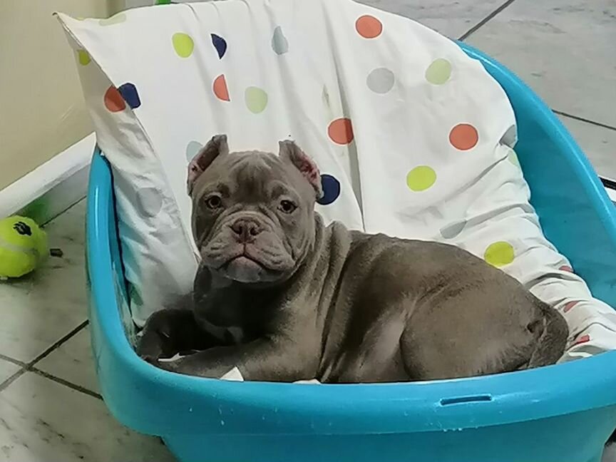 Американский булли покет щенки