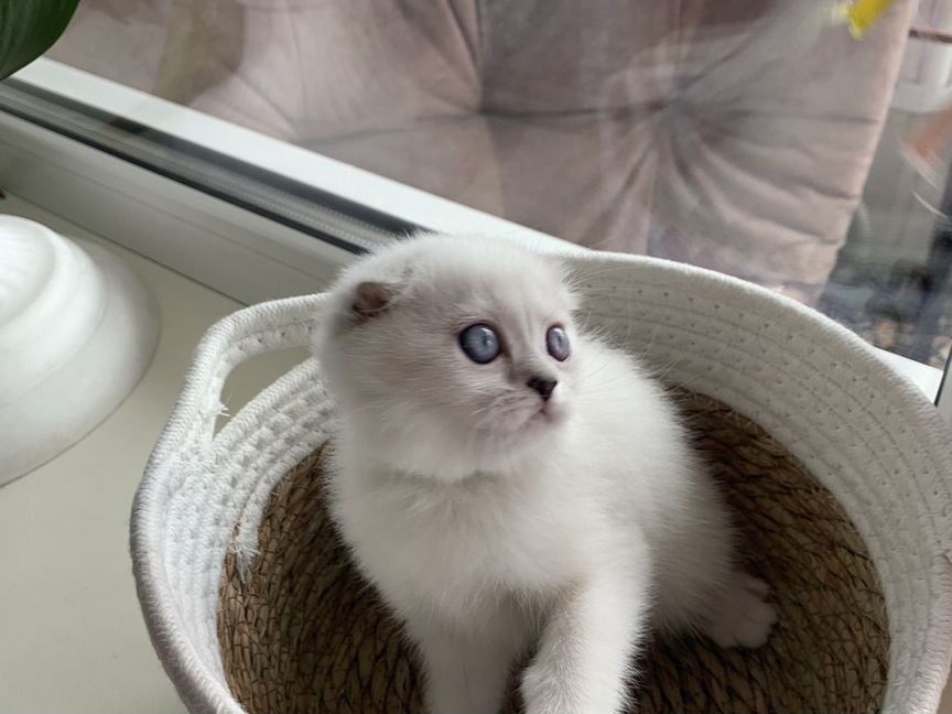 Шотландские котята голубоглазые
