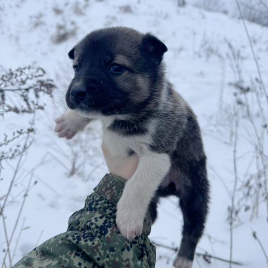 Щенок в добрые руки