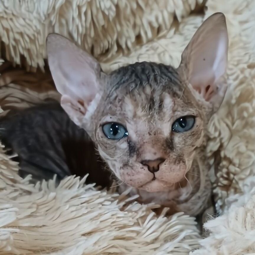Донской сфинкс котёнок