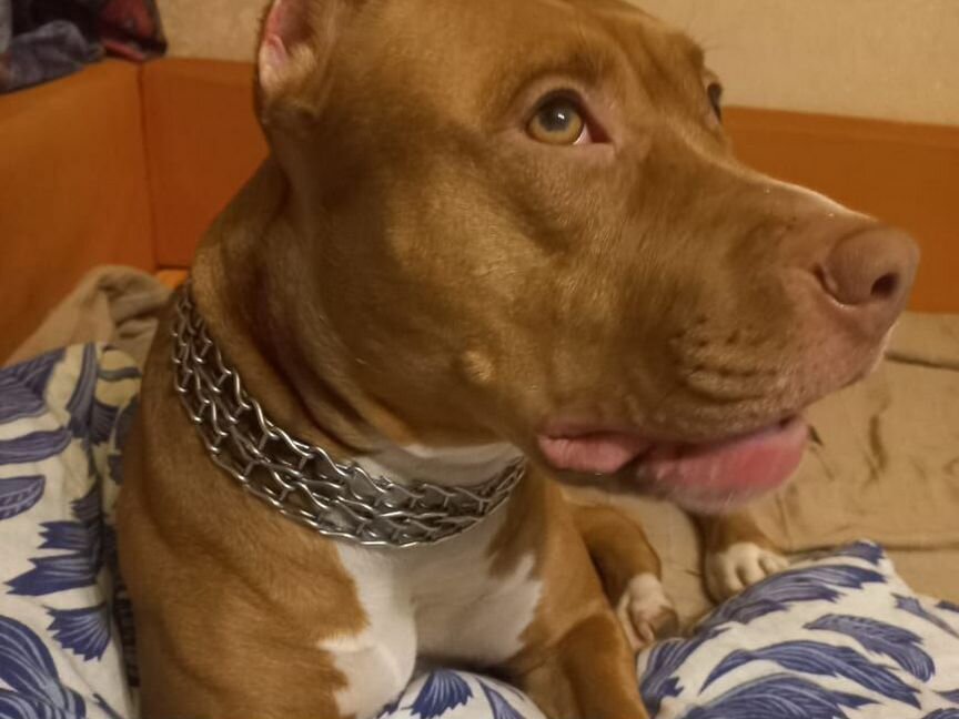 Щенки питбультерьера