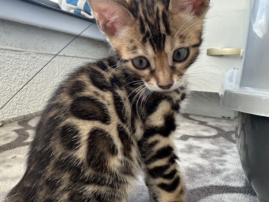 Бенгальская кошка