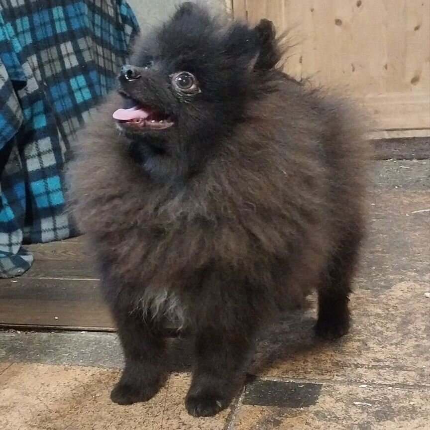 Немецкий шпиц, щенок