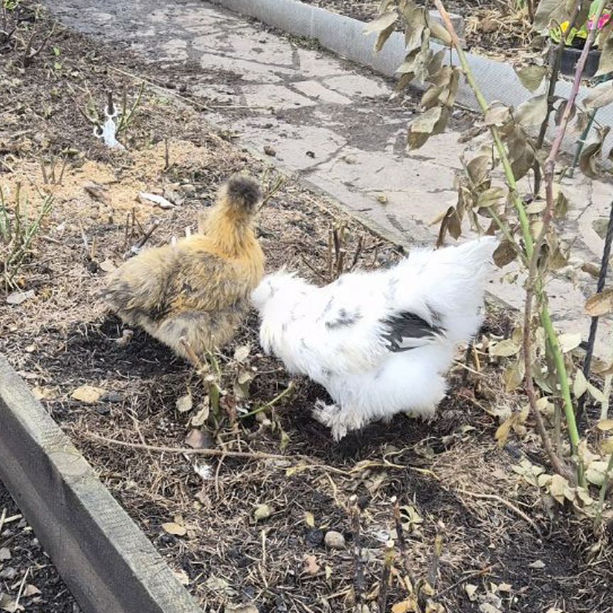 Петушки китайской хохлатой молодняк