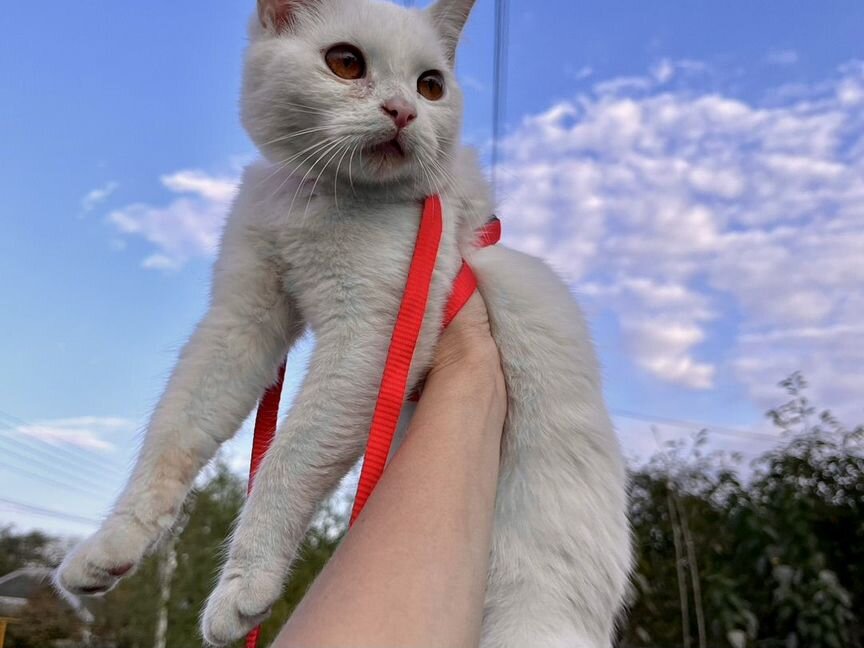 Котик в добрые руки