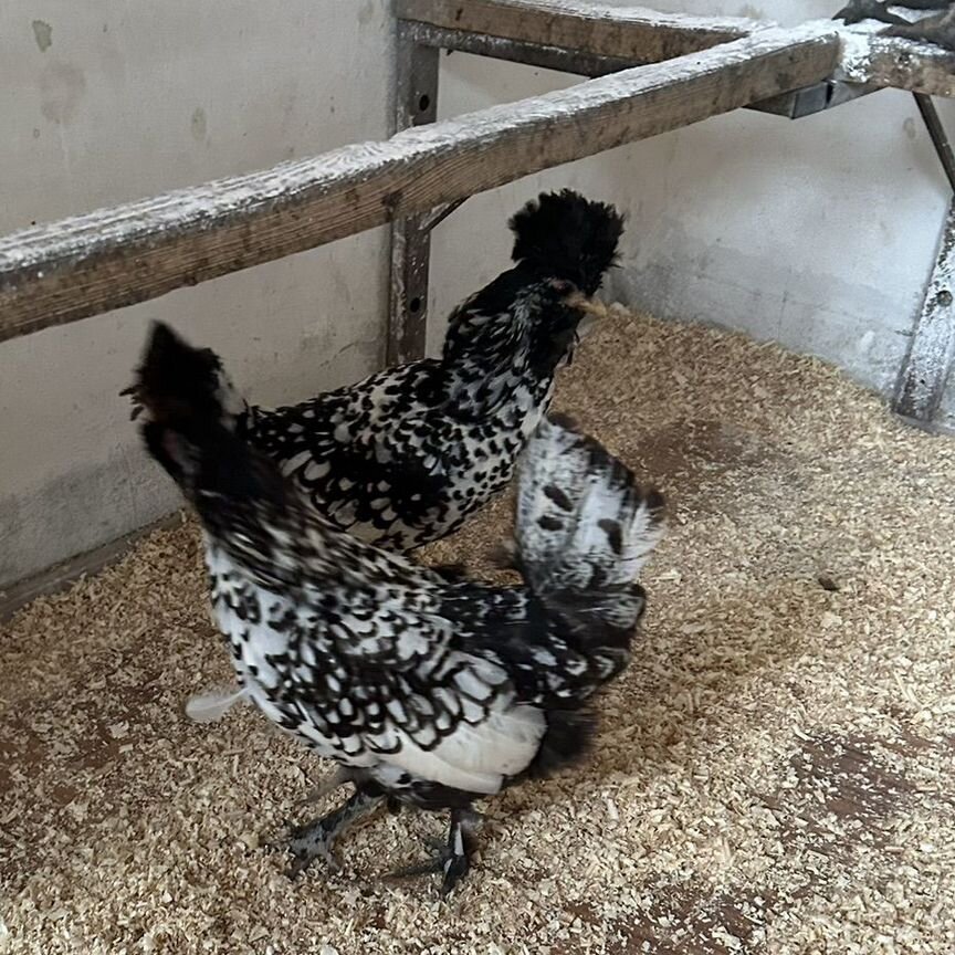 Курочки 2шт Павловское серебро